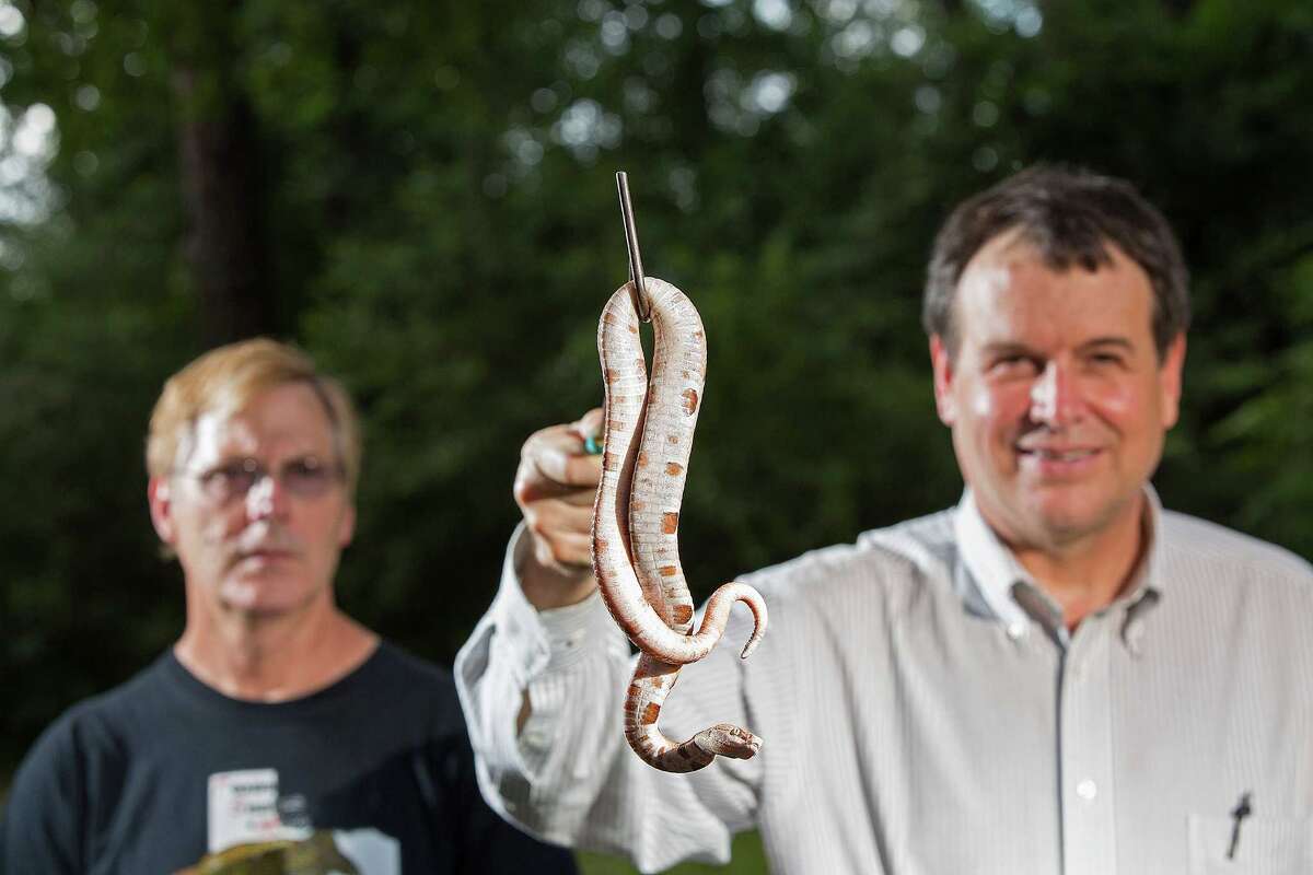 Tips to avoid snakes and deal with snakebites