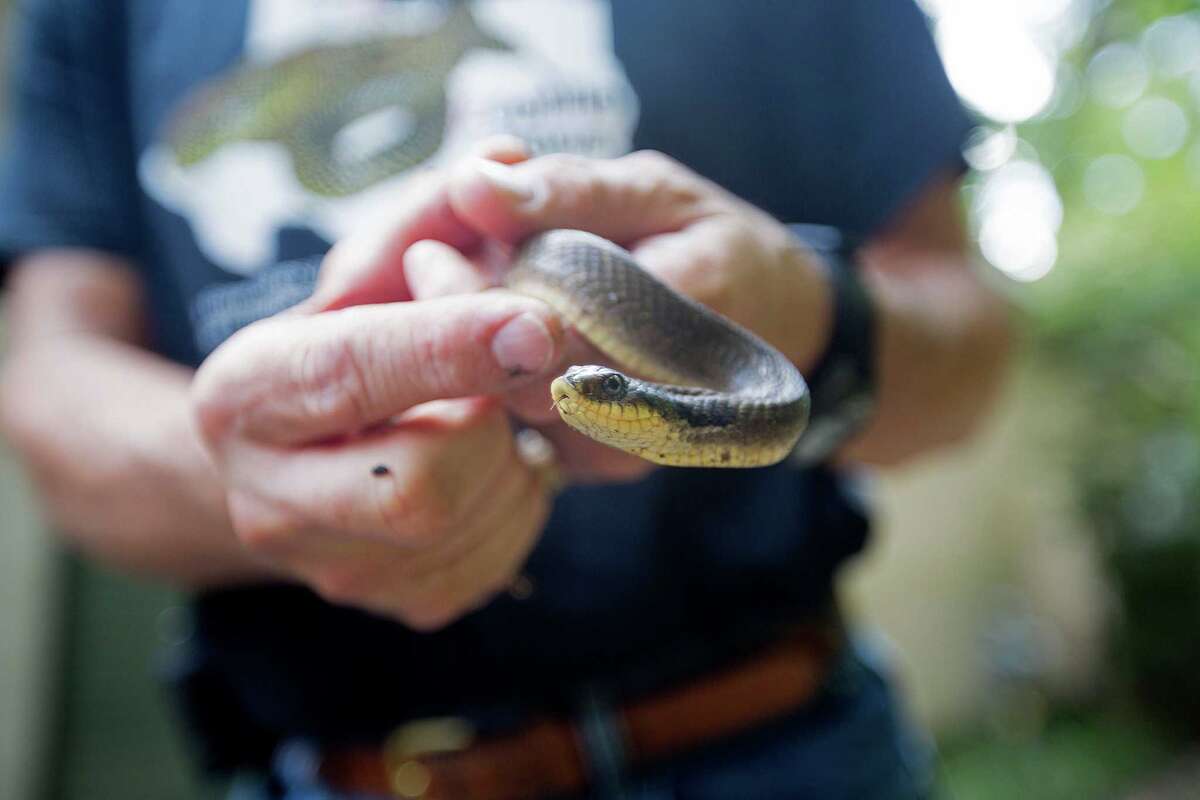 Family discovers new home overrun by venomous snakes