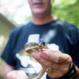 Hipster Texas snake appears to sport sunglasses, mustache - Houston ...