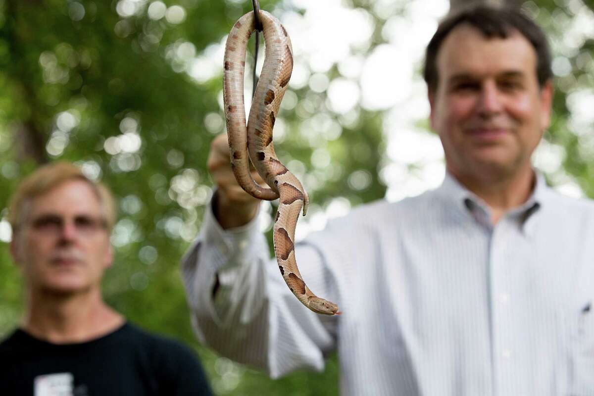 Family discovers new home overrun by venomous snakes