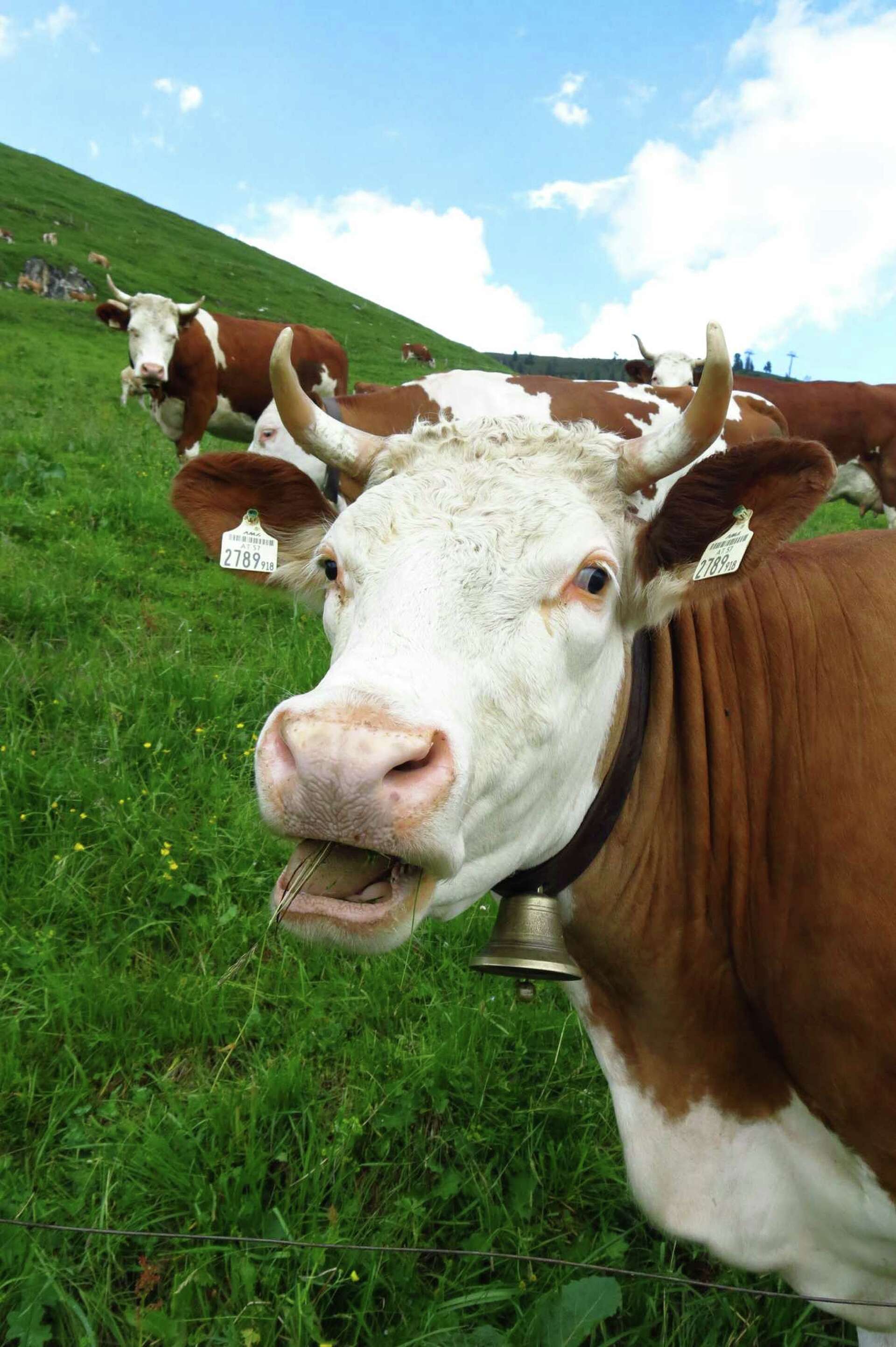 Learn to yodel on the Austrian Alps' first Yodel Hiking Trail