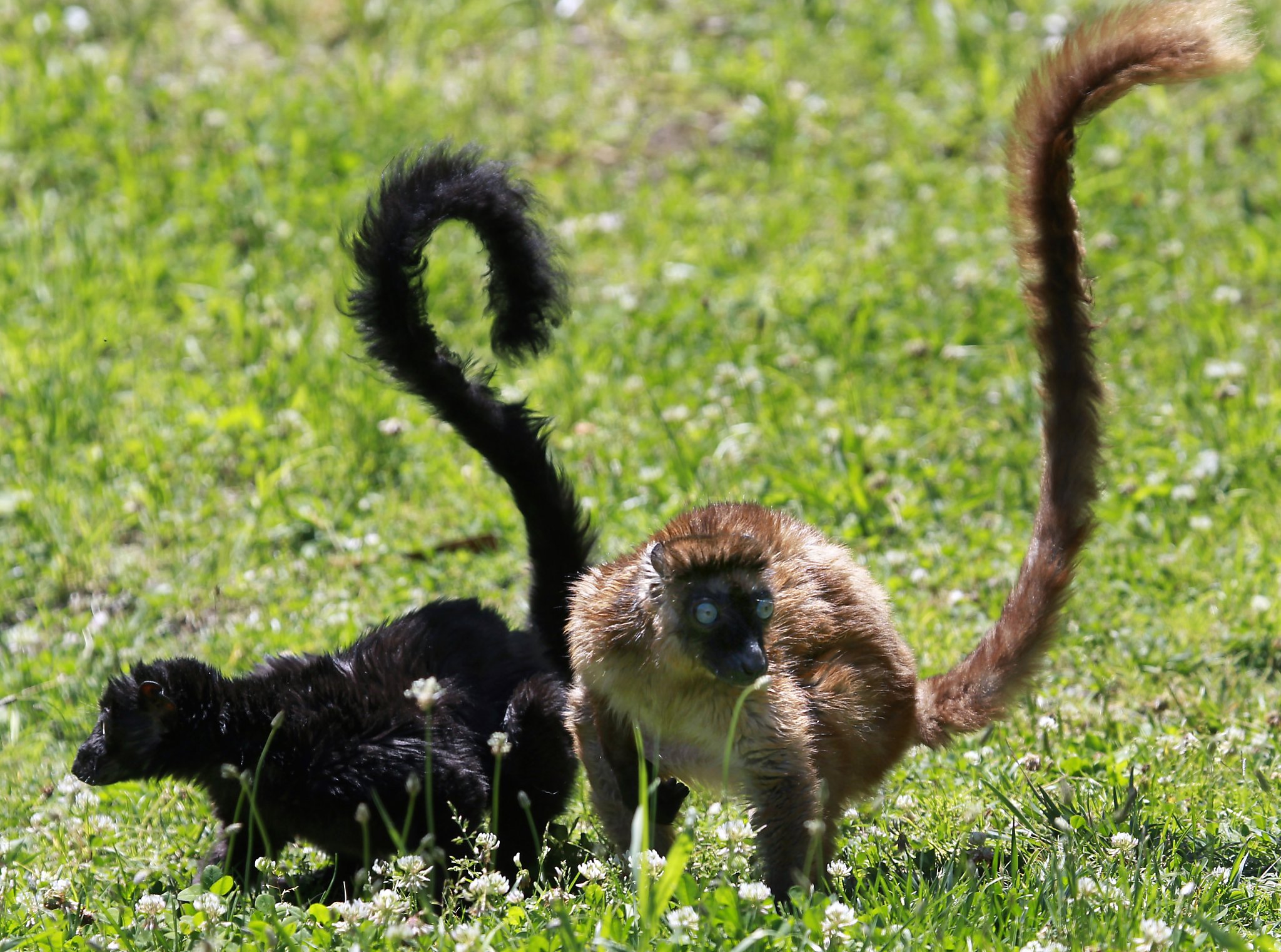 For these endangered lemurs, it was love at first sight
