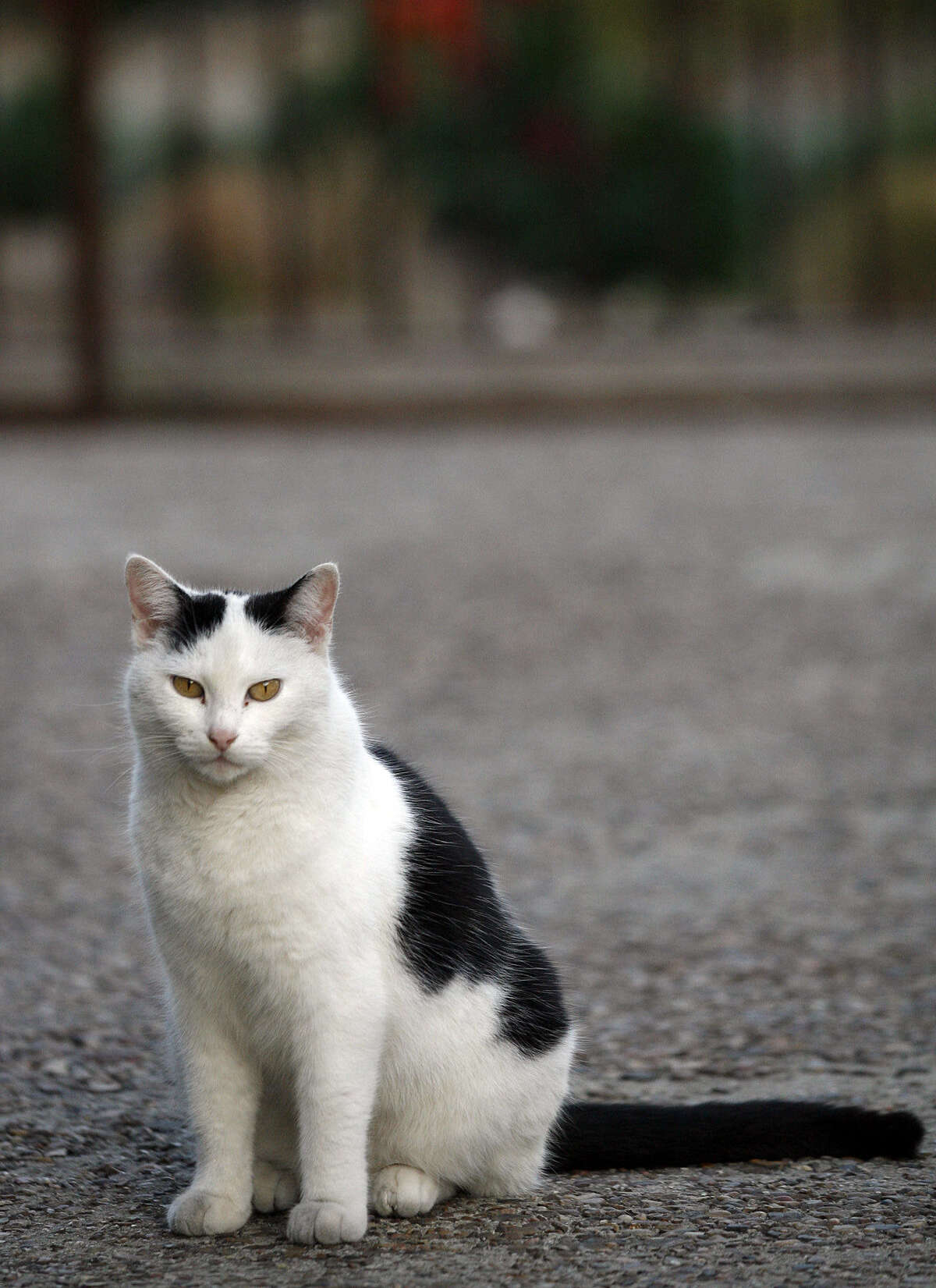 The Alamo's beloved cat will likely be buried there