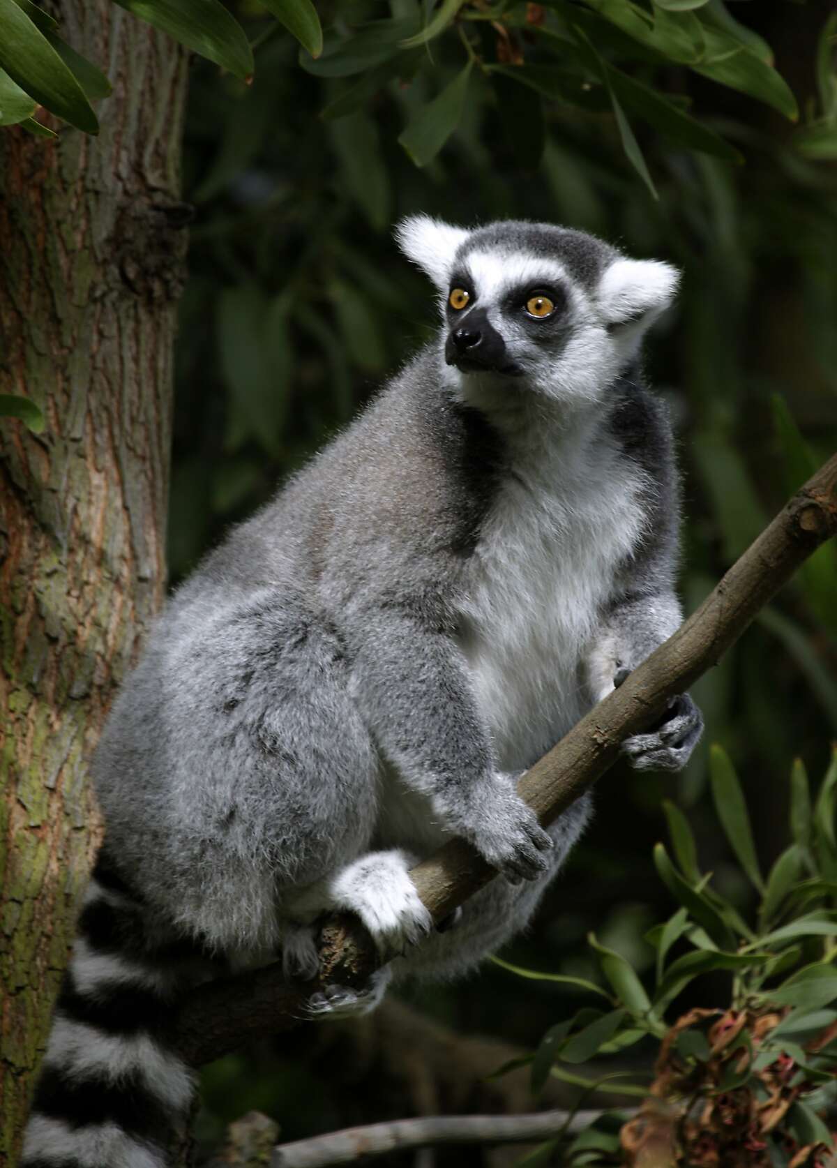 For these endangered lemurs, it was love at first sight