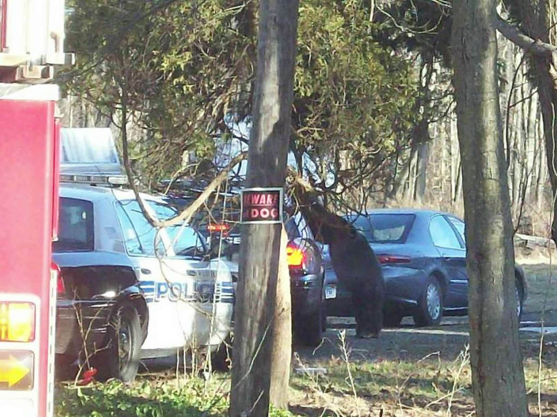 Stamford cop who shot chimp denied stress claim