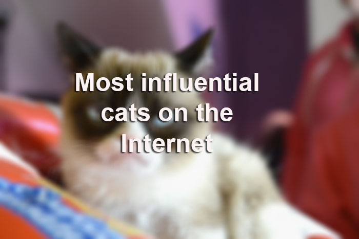 The 50 most influential cats on the Internet