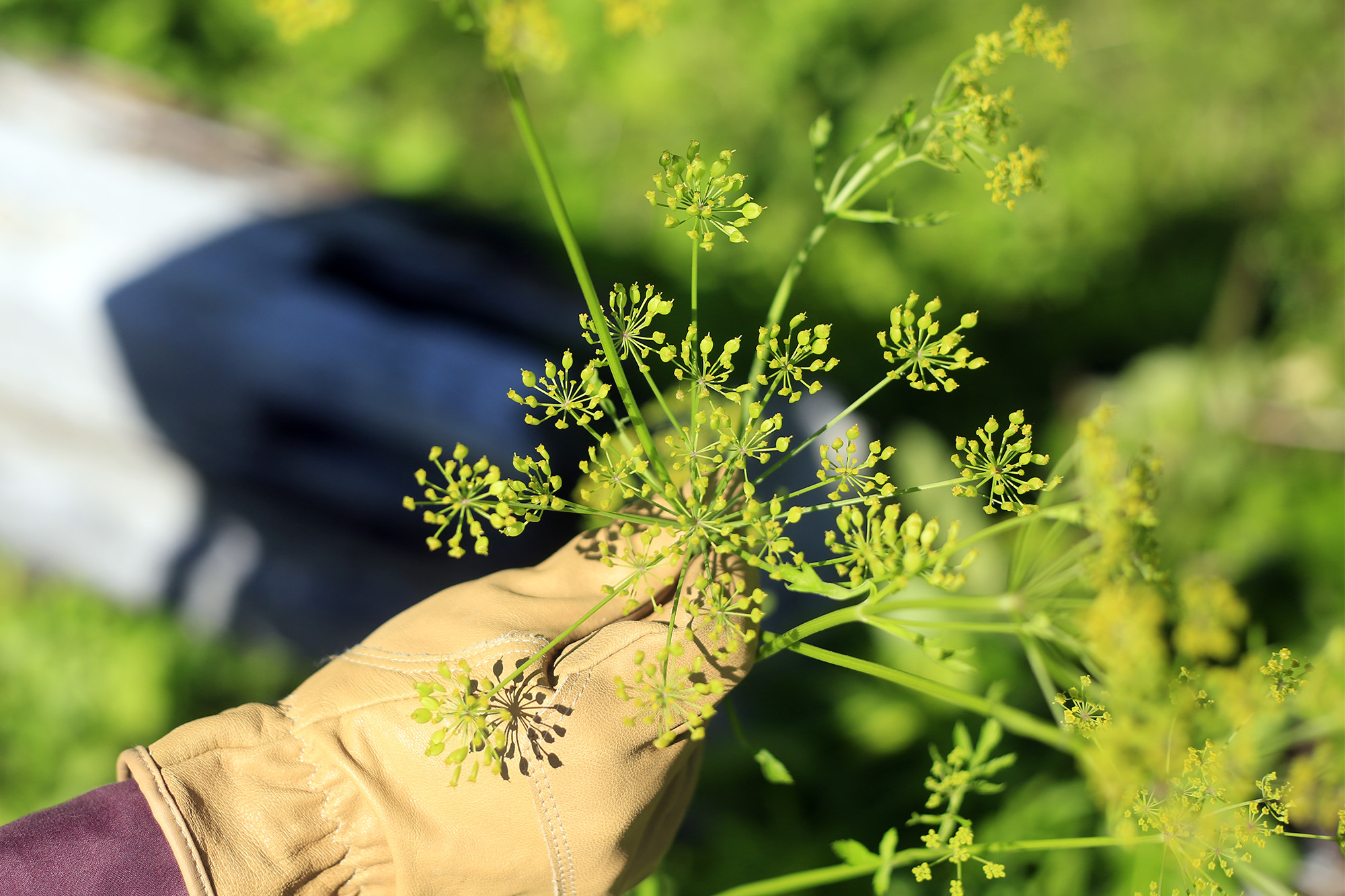 Photos: Wrangling wild invasives at park