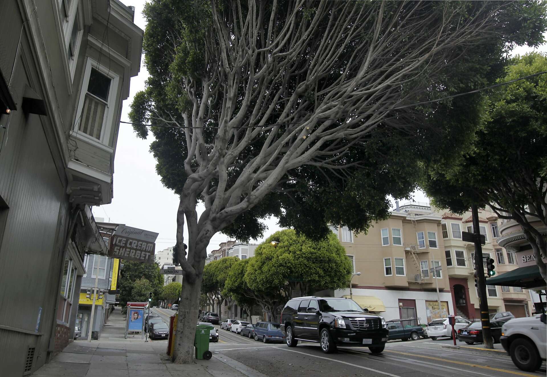 S.F. may be up a tree with falling ficus woes on Hyde Street