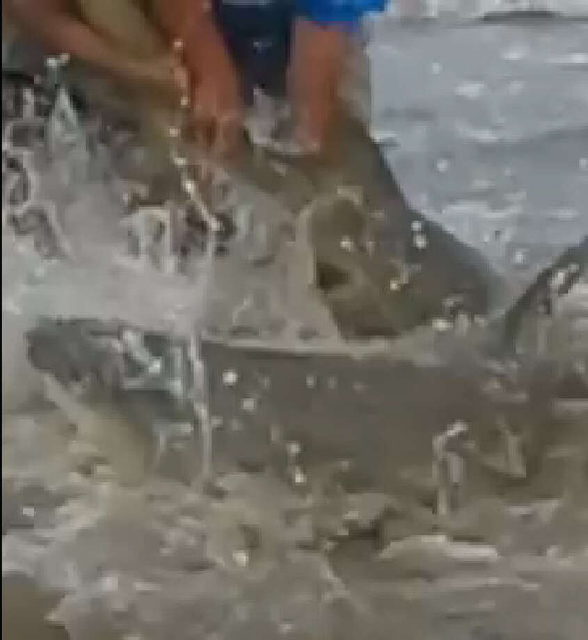 Shark hauled up on Galveston beach - Houston Chronicle