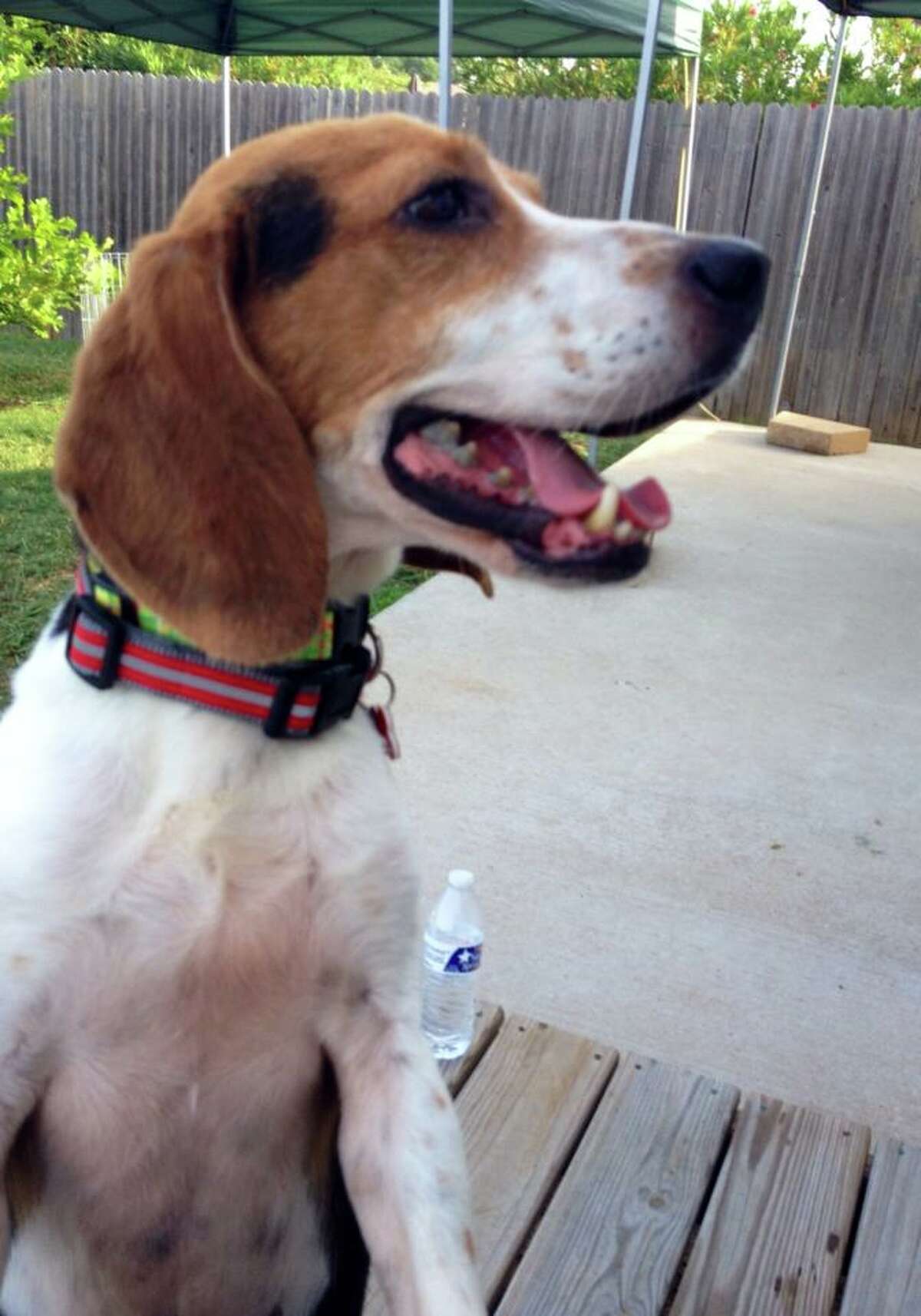 Beagles rescued from South Texas laboratory, spend first day outside