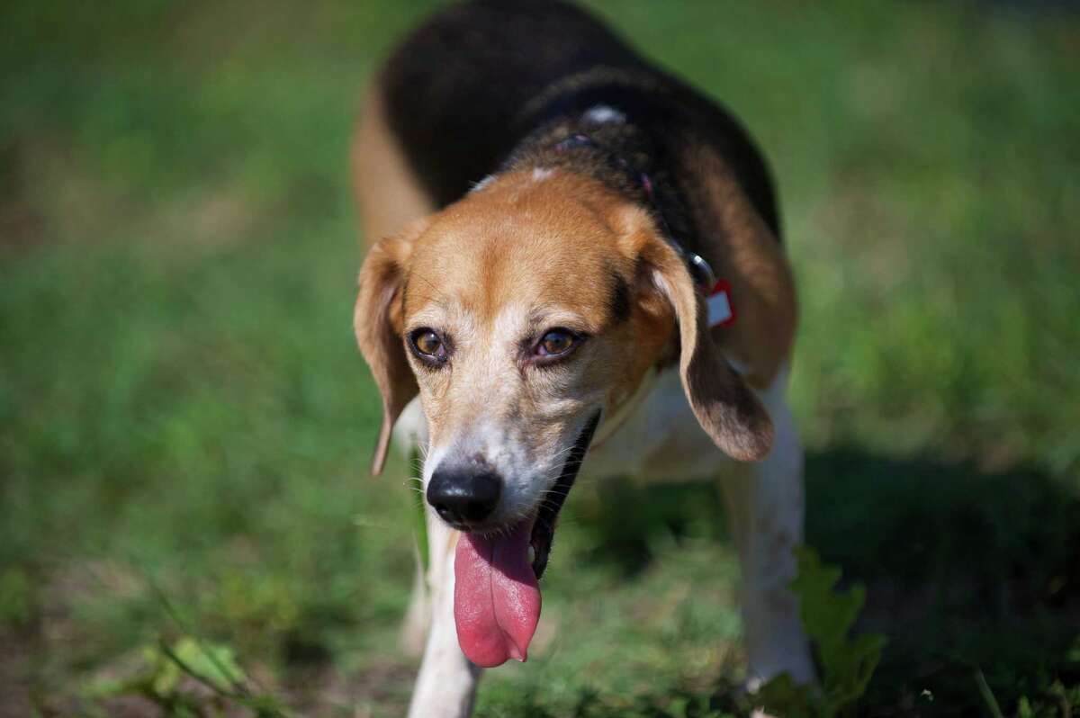 Beagles rescued from South Texas laboratory, spend first day outside