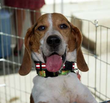 Beagles rescued from South Texas laboratory, spend first day outside