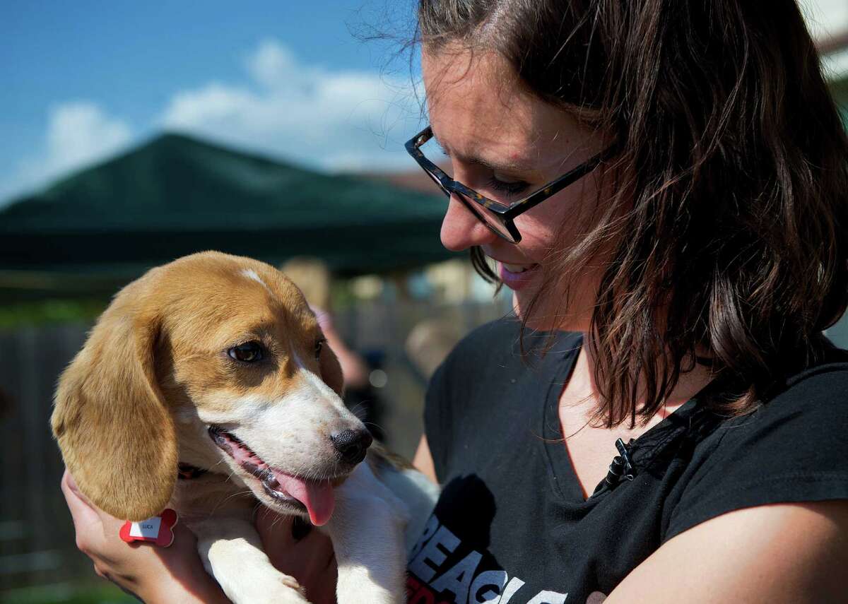 Beagles rescued from South Texas laboratory, spend first day outside