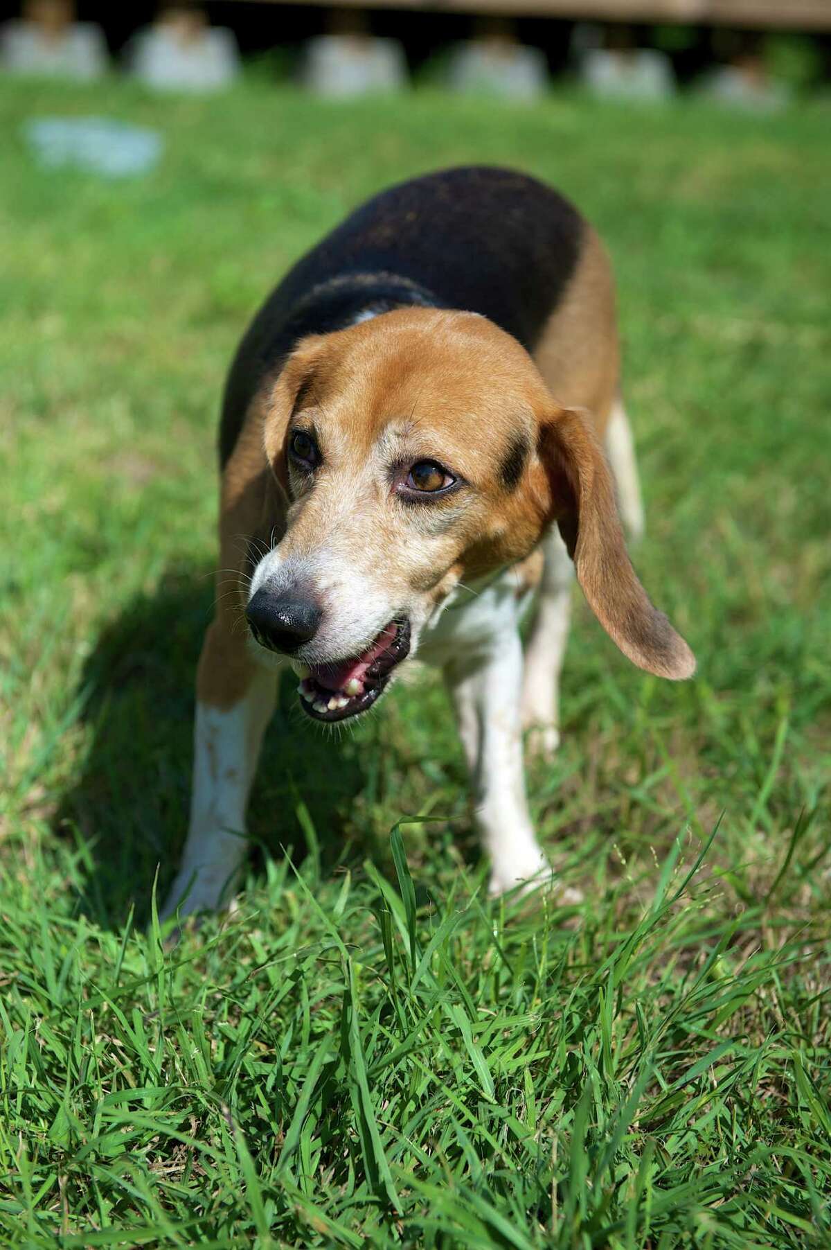 Beagles rescued from South Texas laboratory, spend first day outside