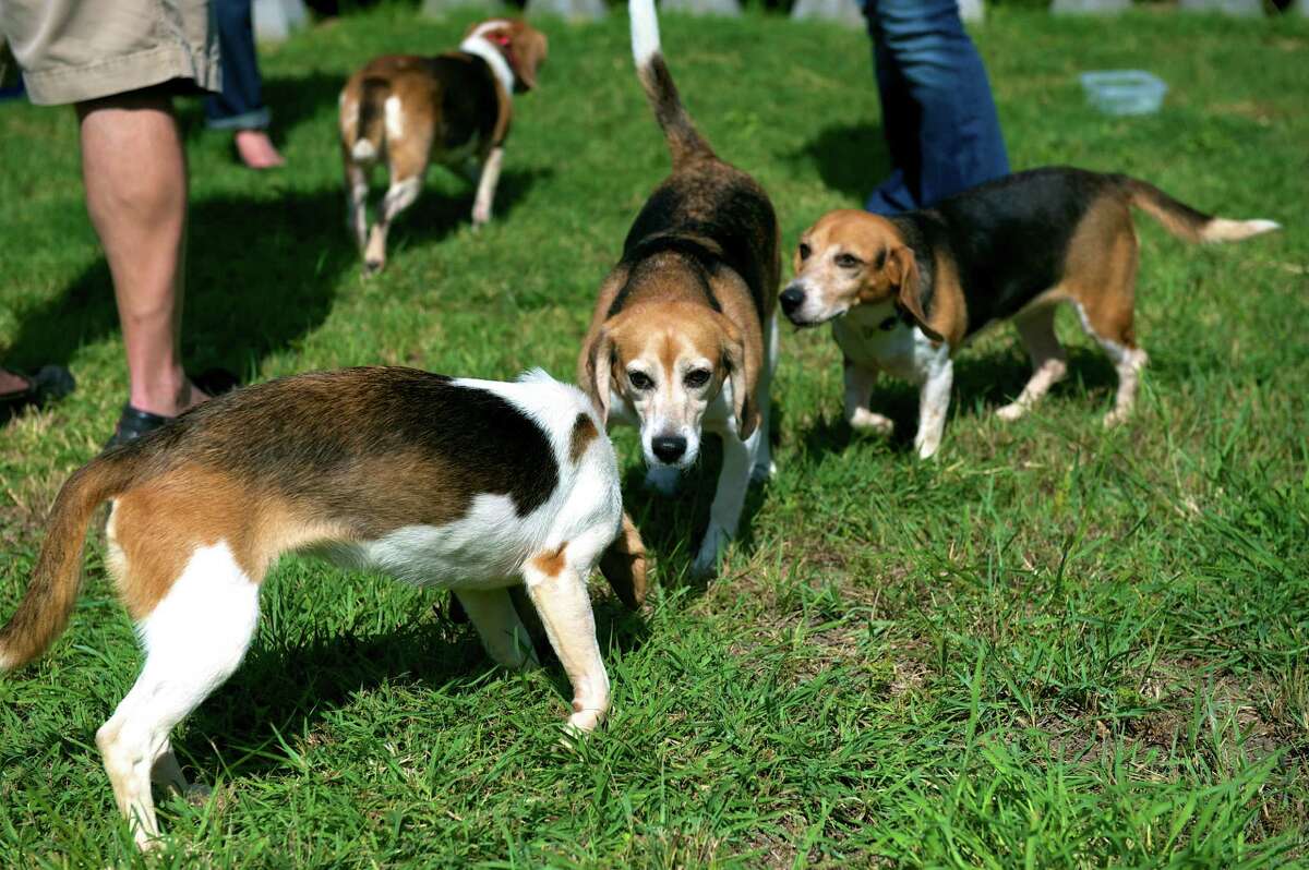 Beagles rescued from South Texas laboratory, spend first day outside