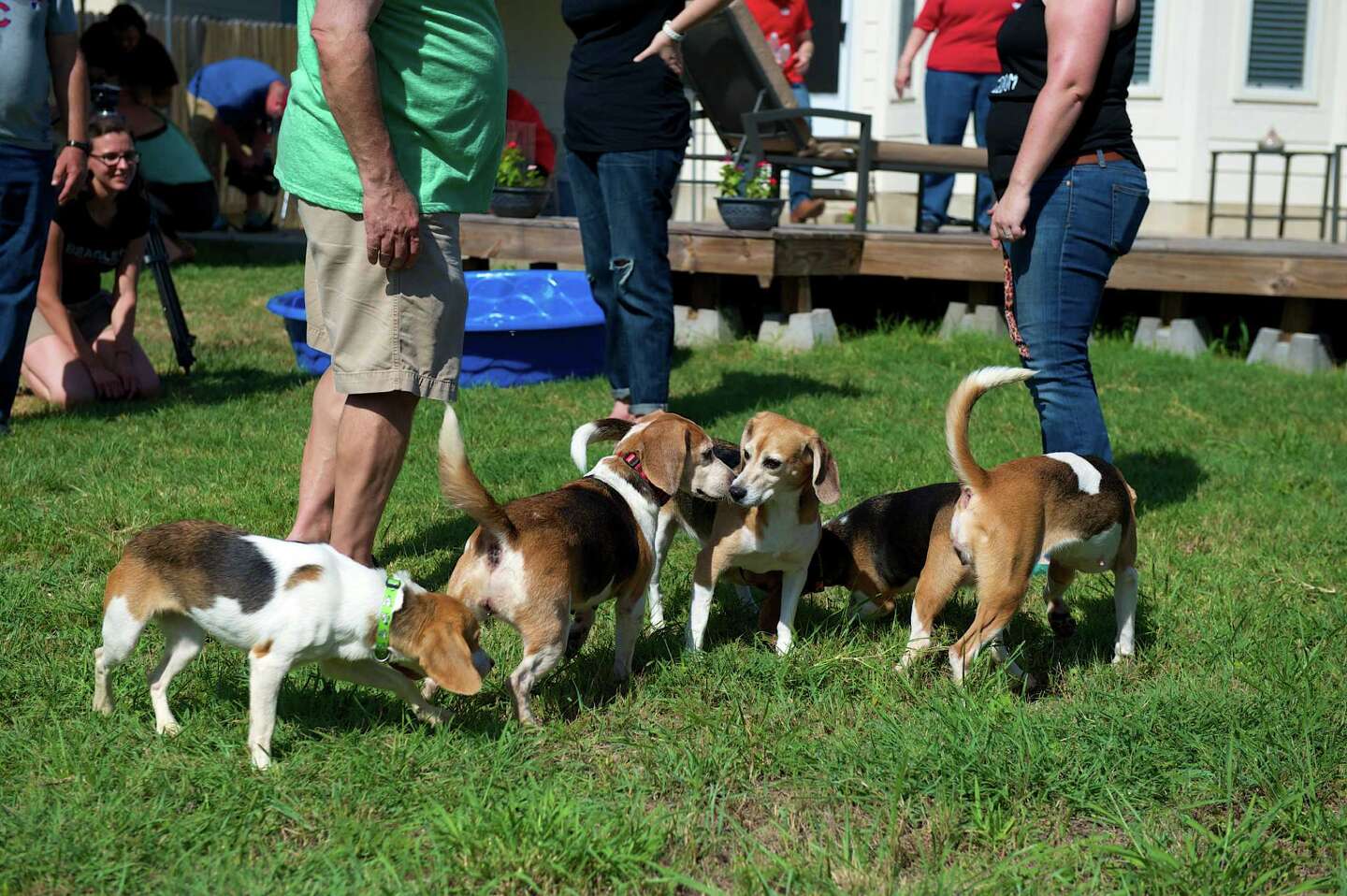 Beagles rescued from South Texas laboratory, spend first day outside