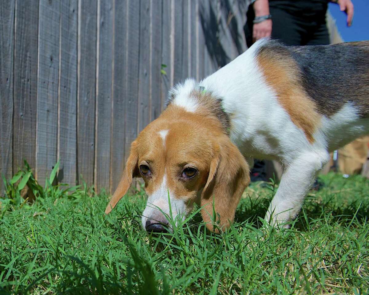 Beagles rescued from South Texas laboratory, spend first day outside