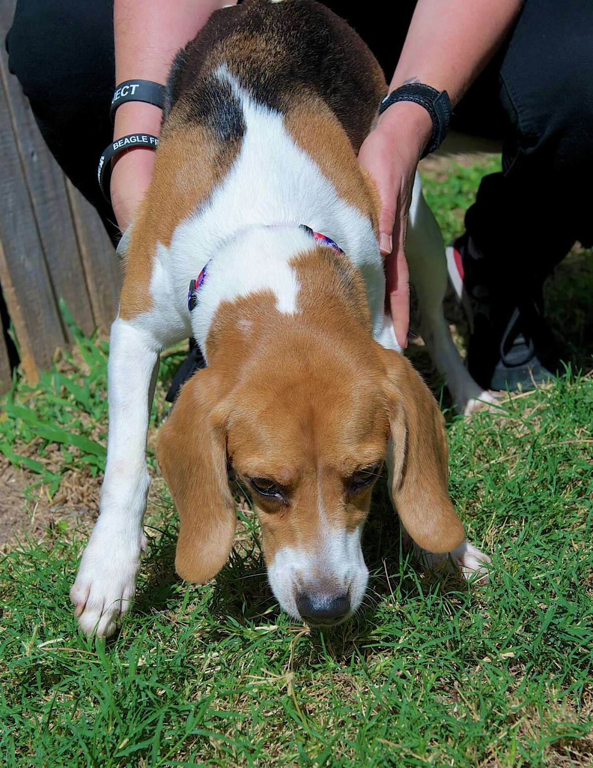 Beagles rescued from South Texas laboratory, spend first day outside