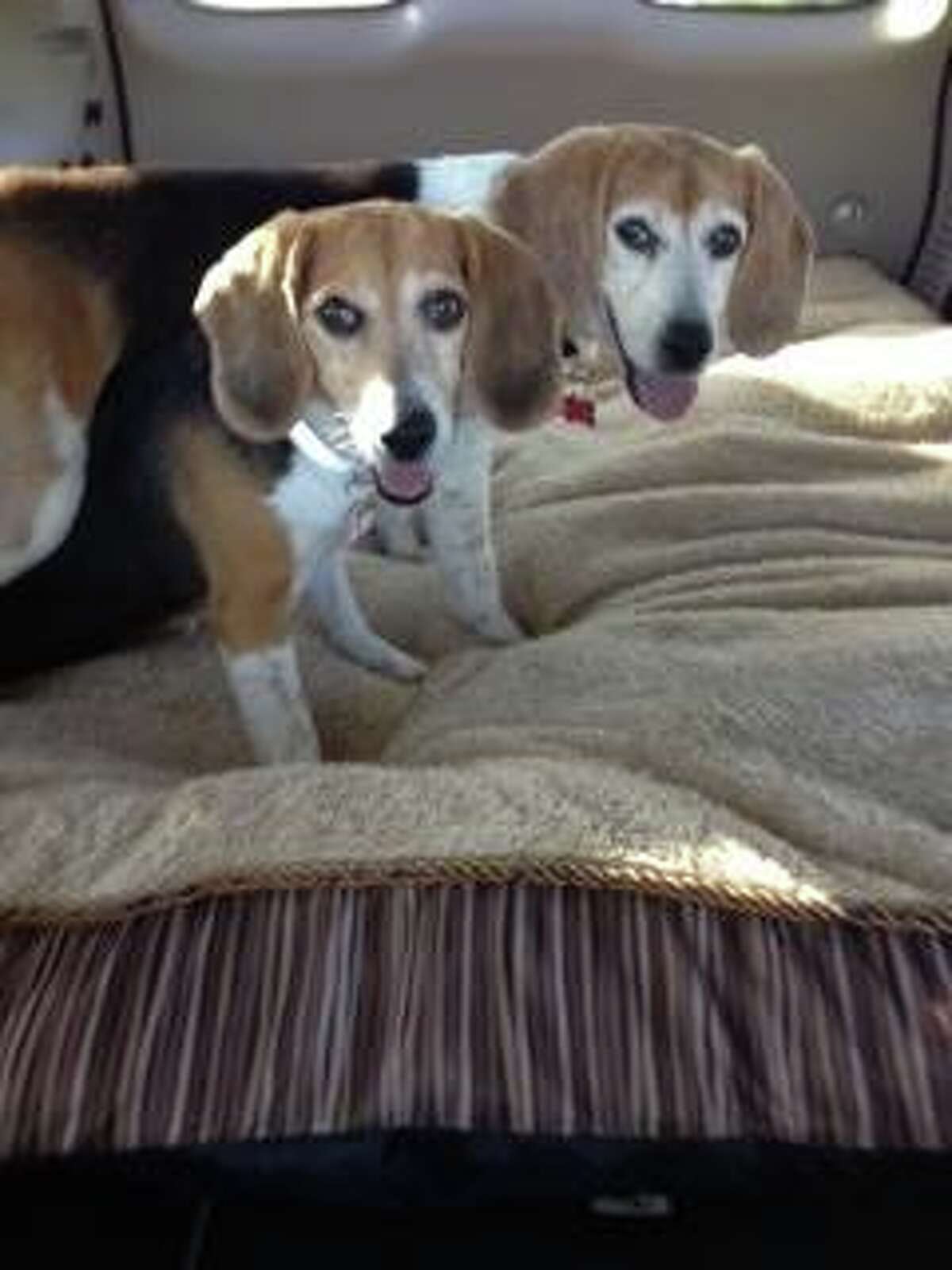 Beagles rescued from South Texas laboratory, spend first day outside