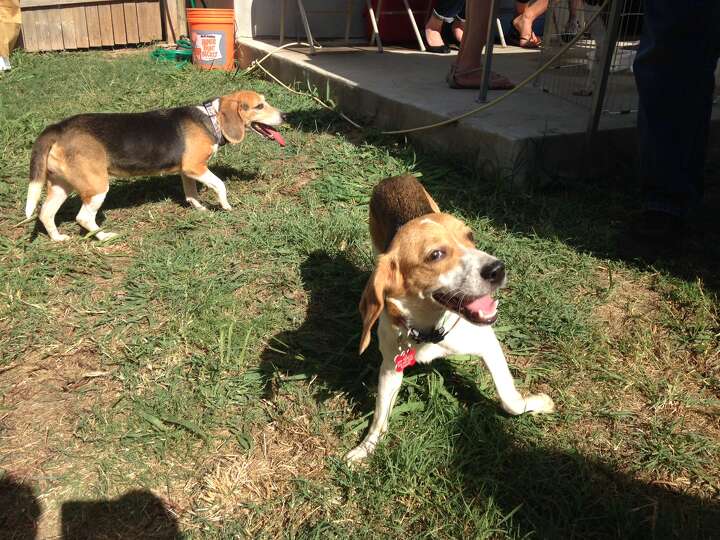 Beagles rescued from South Texas laboratory, spend first day outside