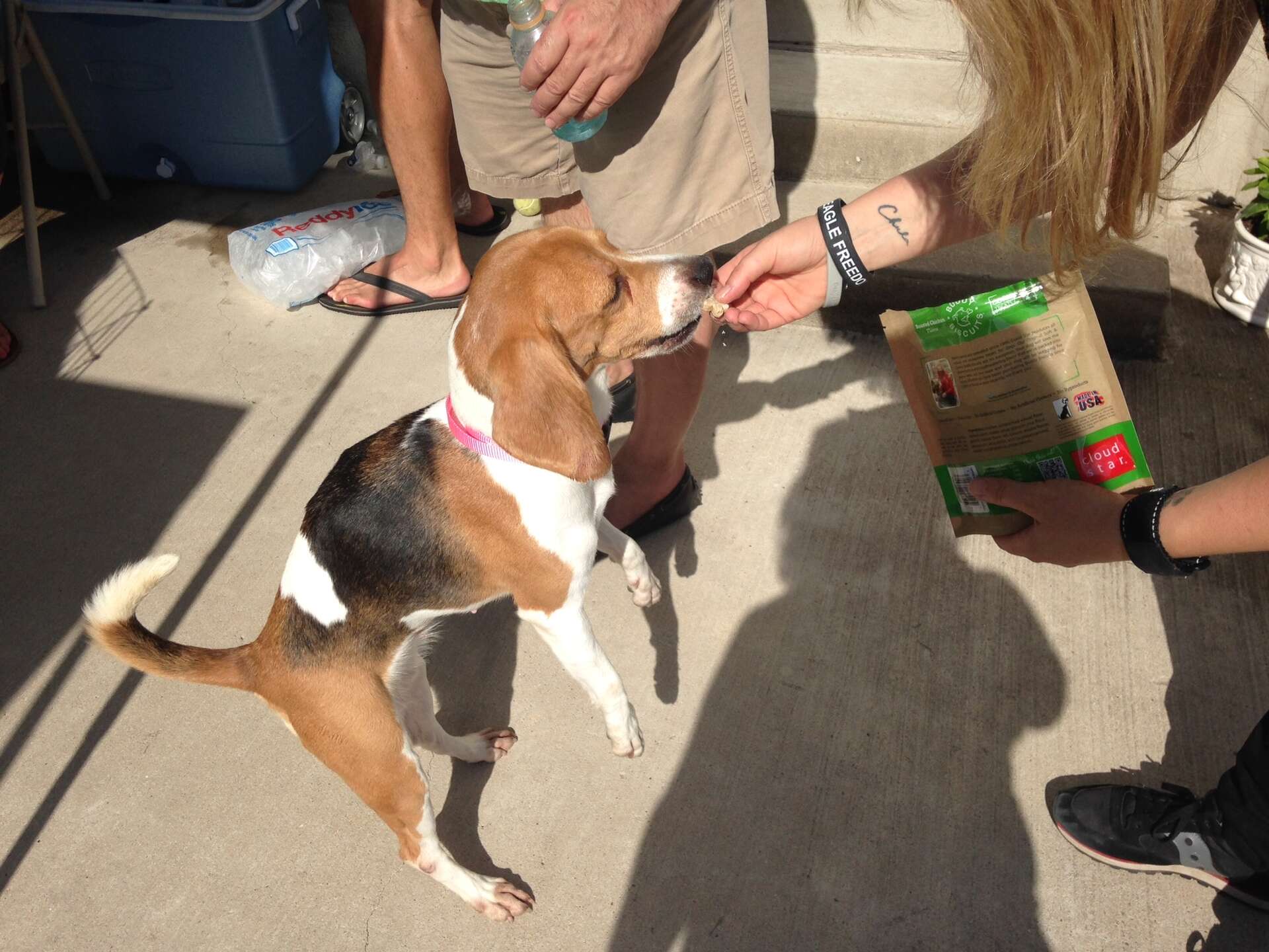 Beagles rescued from South Texas laboratory, spend first day outside