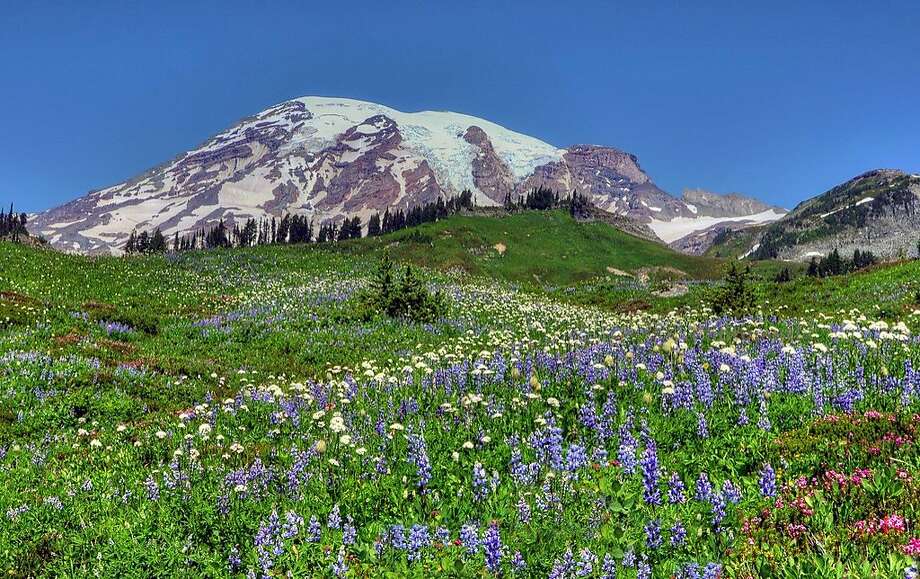 Stop and smell the wildflowers at Mount Rainier National Park - SFGate