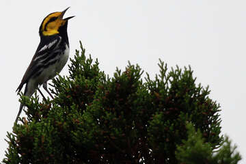 Endangered birds of Texas