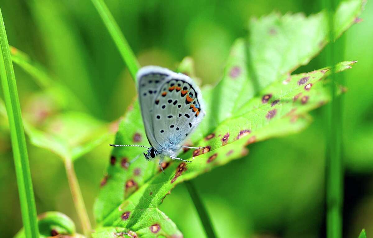 Rare treat near for fans of Karner blue butterfly