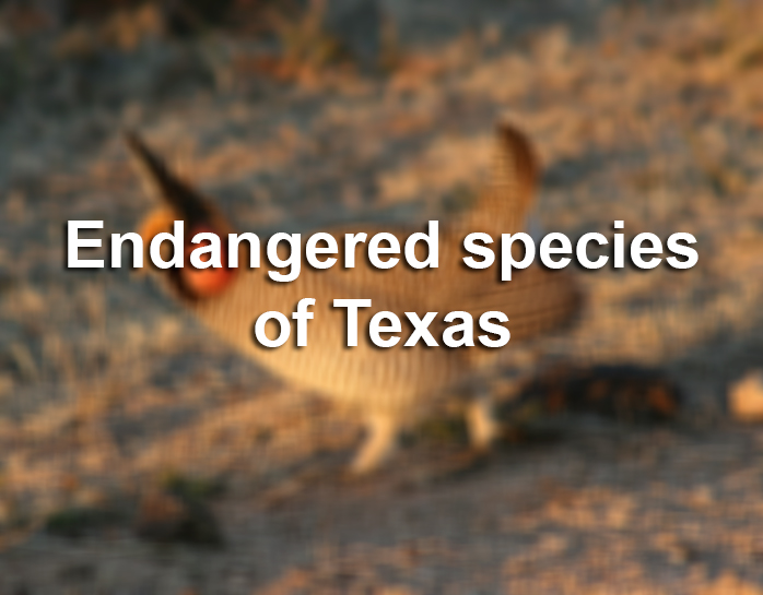The endangered and threatened species of Texas
