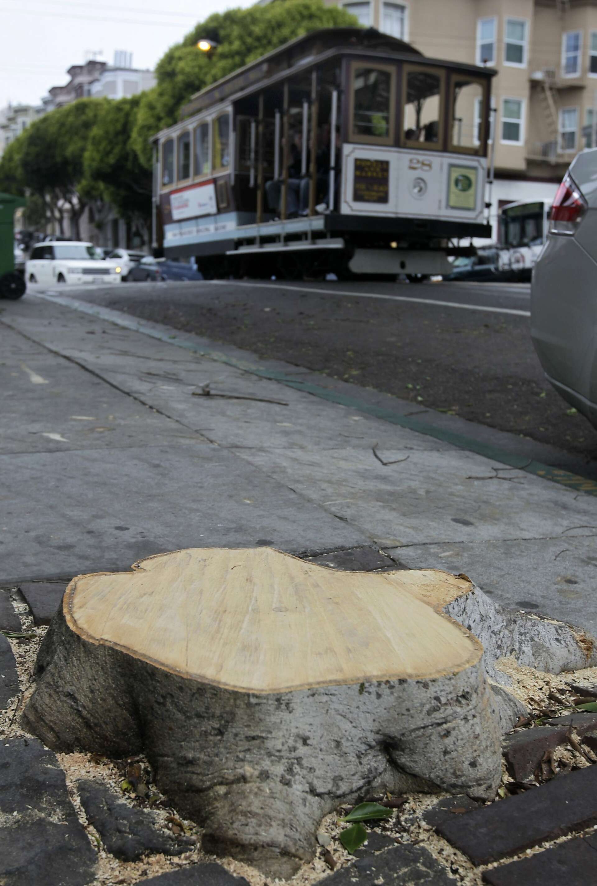 S.F. may be up a tree with falling ficus woes on Hyde Street