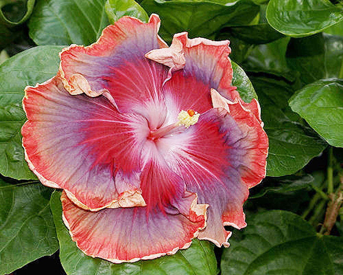Fancy hibiscus splash tropical colors in the summer garden