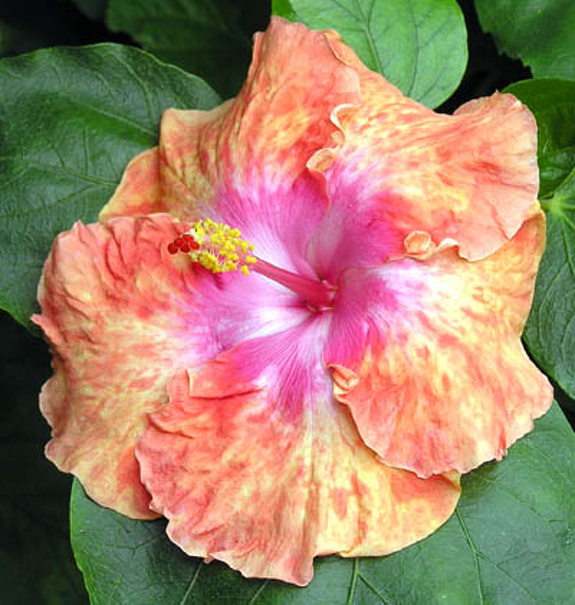 Fancy hibiscus splash tropical colors in the summer garden