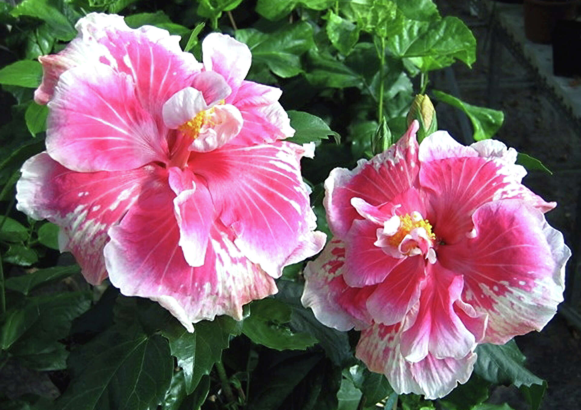 Fancy hibiscus splash tropical colors in the summer garden