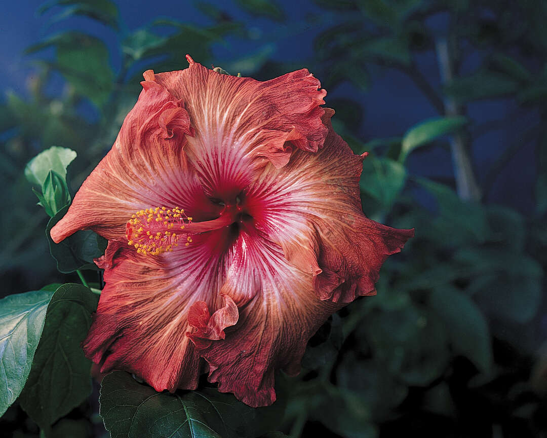 Fancy hibiscus splash tropical colors in the summer garden