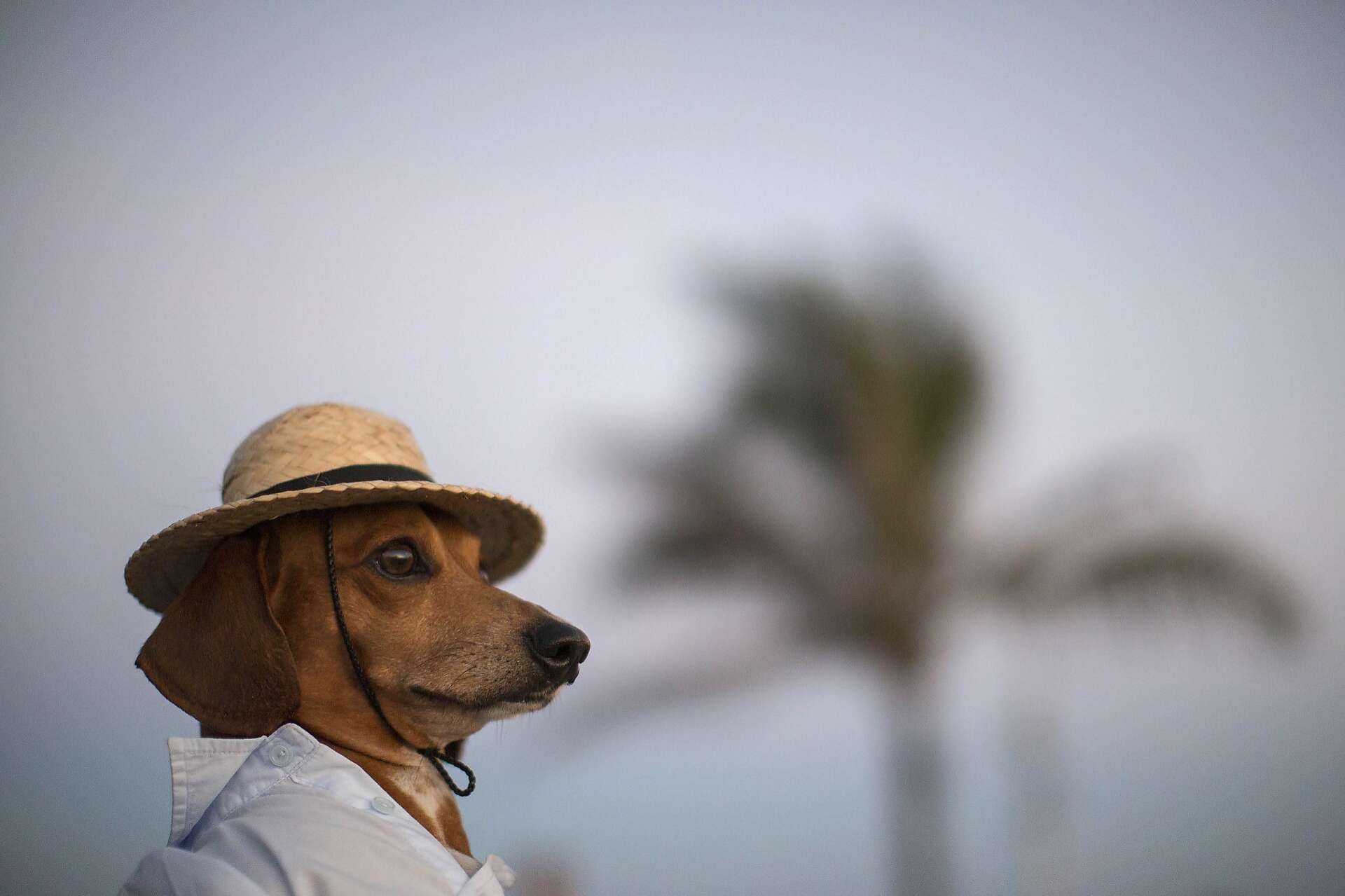 Dogs at the beach: The dos and don'ts