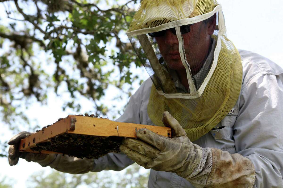 Consider the honey bee; help it out