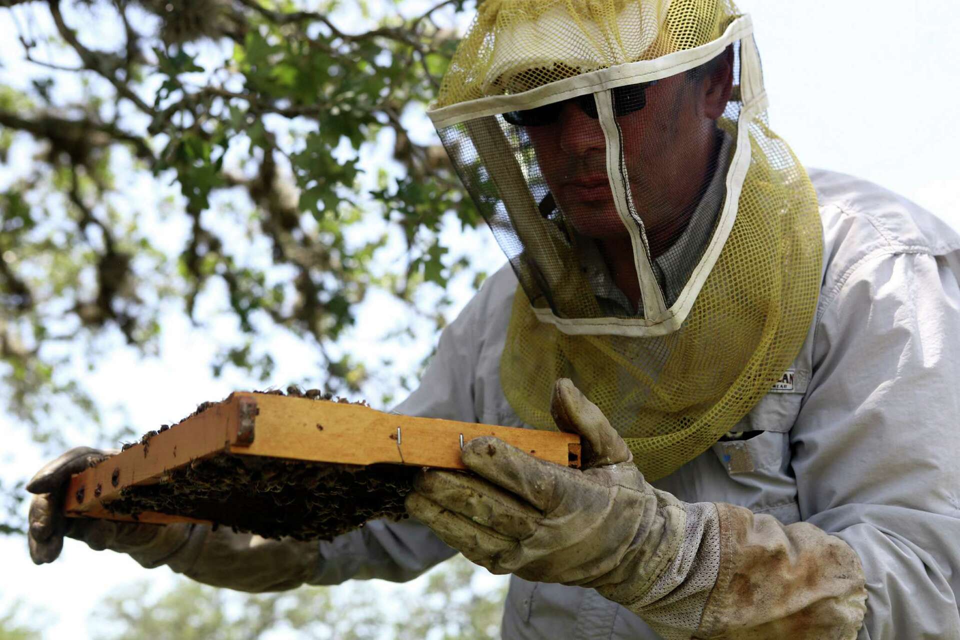 Consider the honey bee; help it out