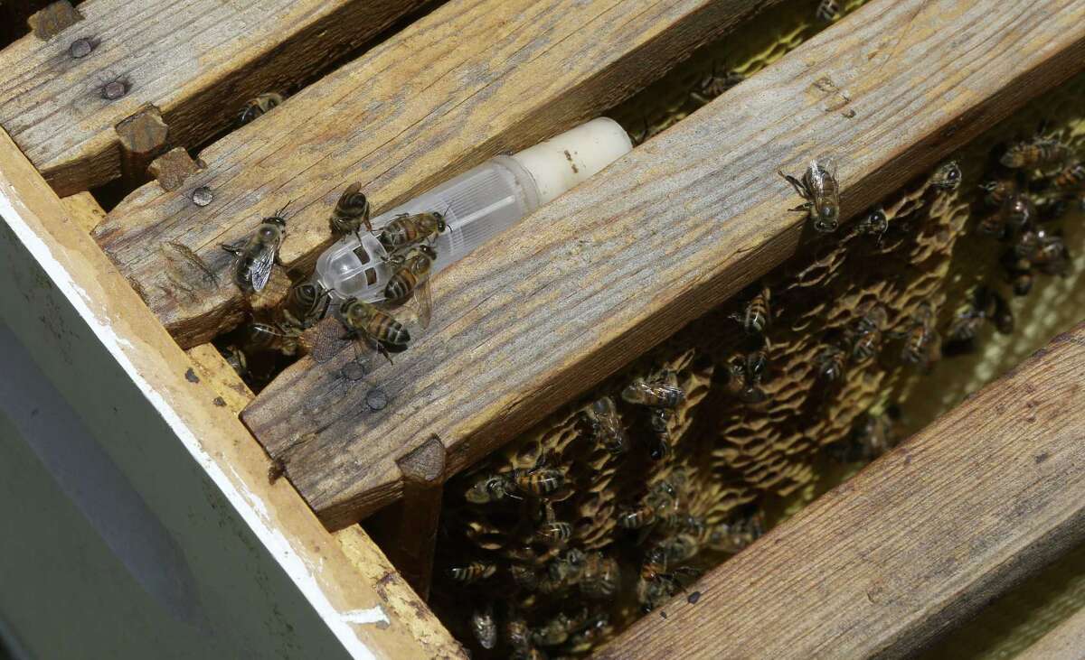 Consider the honey bee; help it out