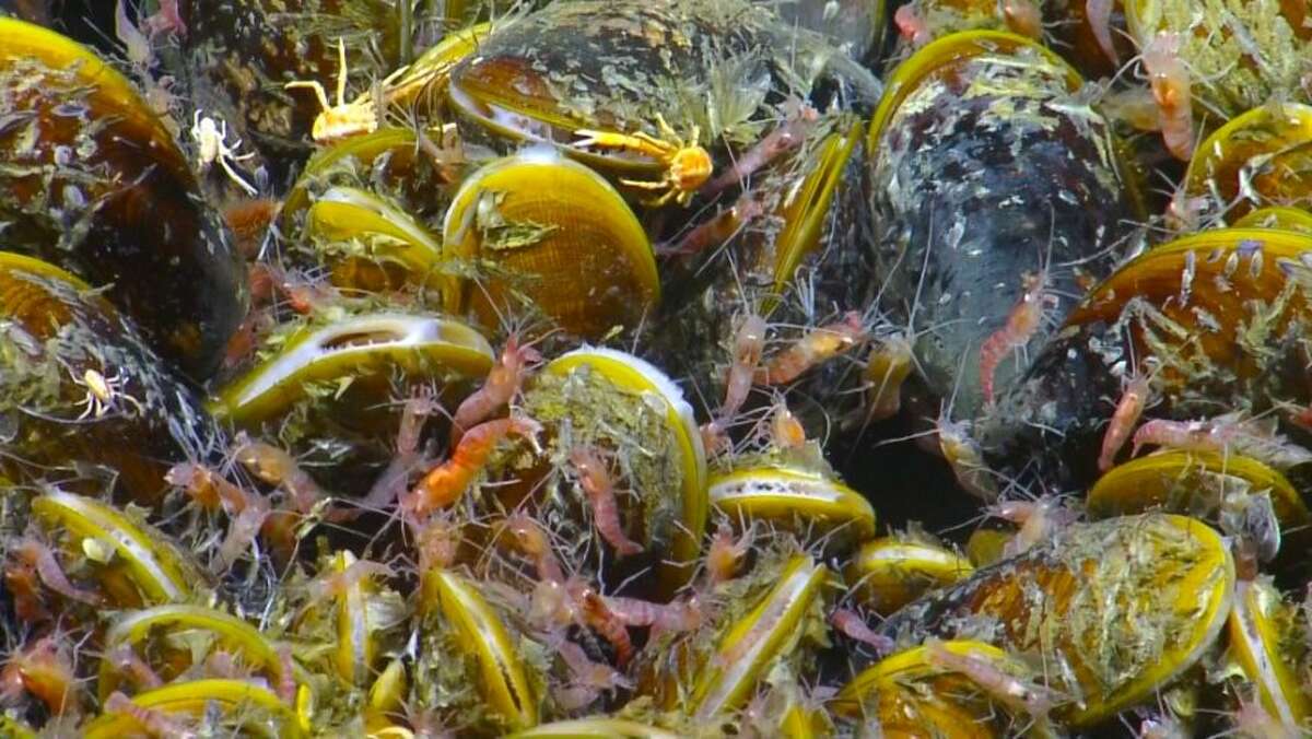 Gulf camera reveals site of WWII sinking of SS Robert E. Lee, German U-boat