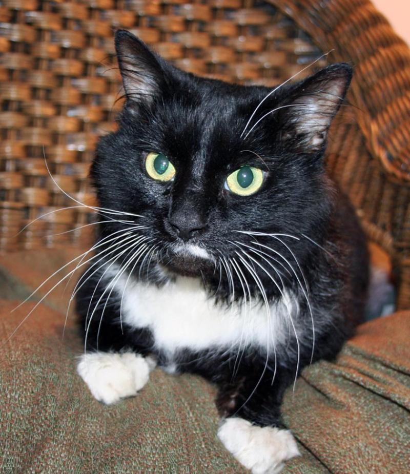 Alfred needs a home