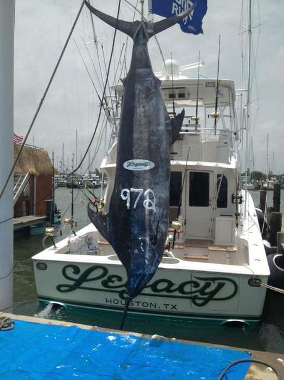 Massive blue marlin breaks Texas record by nearly 100 pounds