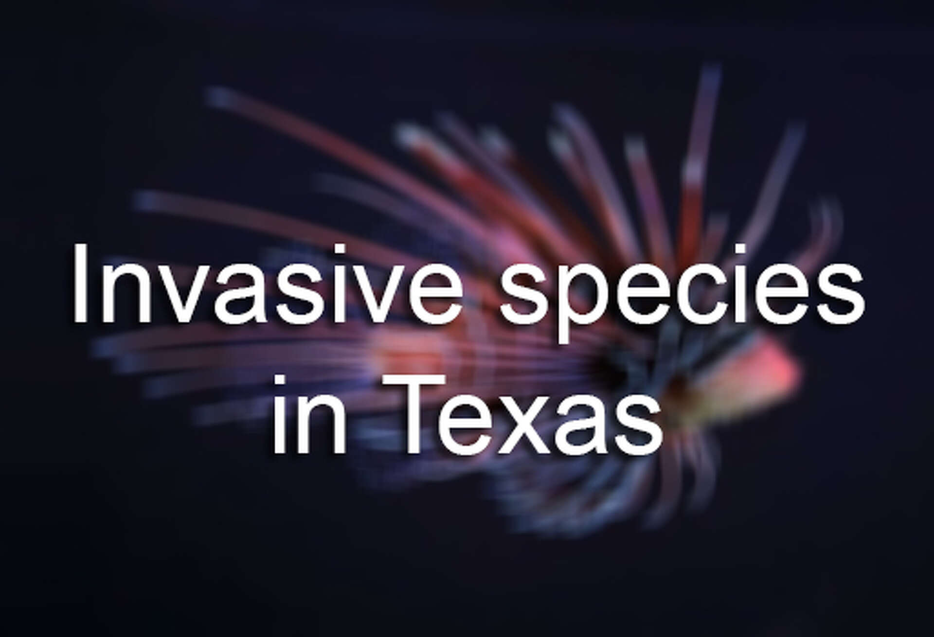 Anglers catch extremely rare fish in Southern California