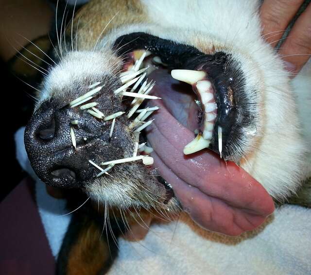 Porcupine attacks on the rise in Central Texas