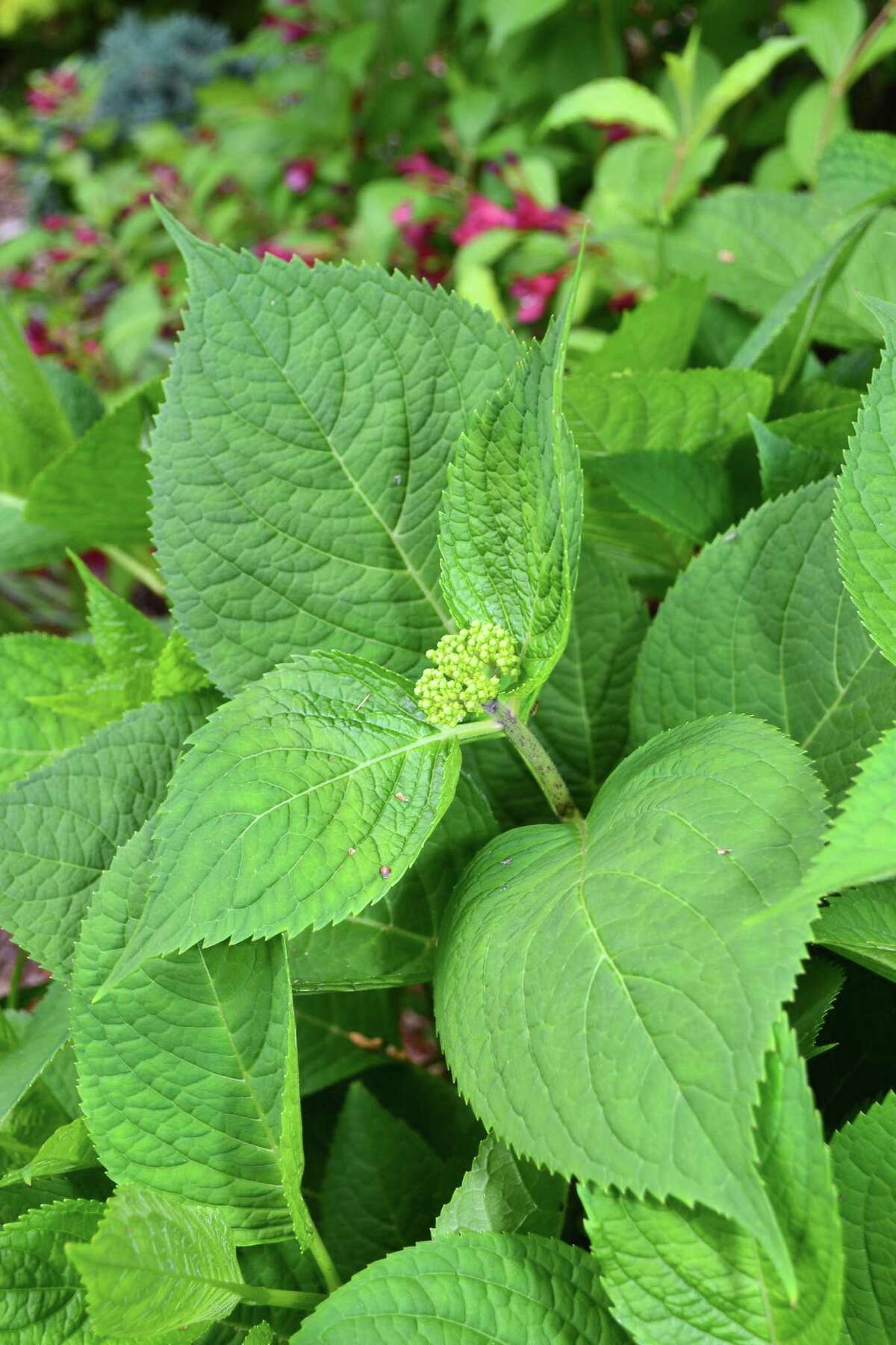 Don’t let the landscape stop you from planting a gorgeous garden