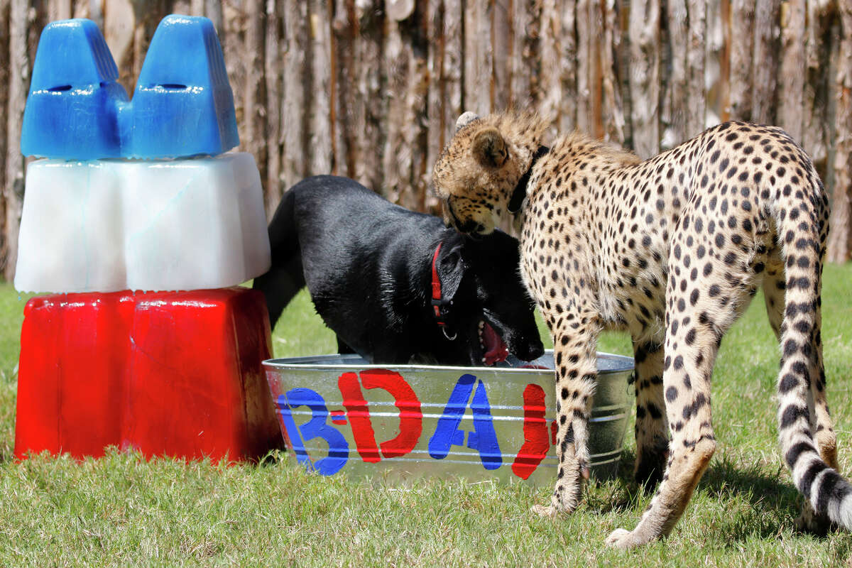 Dog and cheetah unlikely friends at Dallas Zoo, celebrate birthday