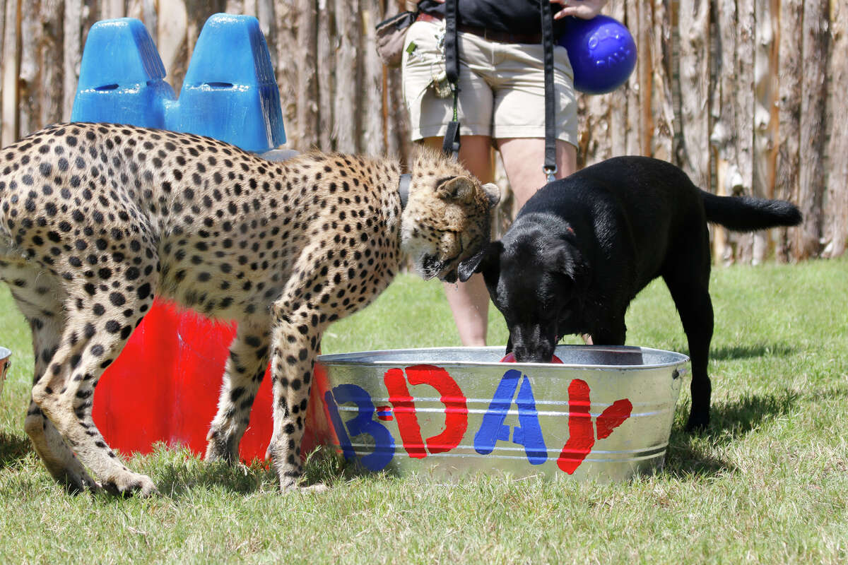 Dog and cheetah unlikely friends at Dallas Zoo, celebrate birthday
