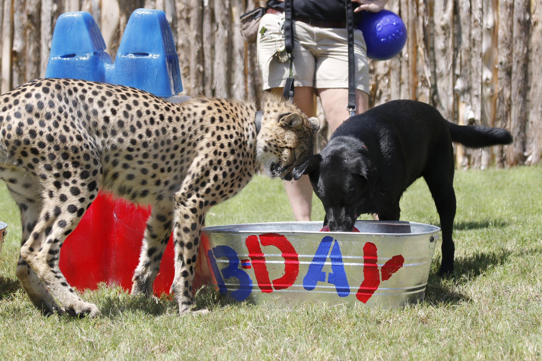 Dog and cheetah unlikely friends at Dallas Zoo, celebrate birthday