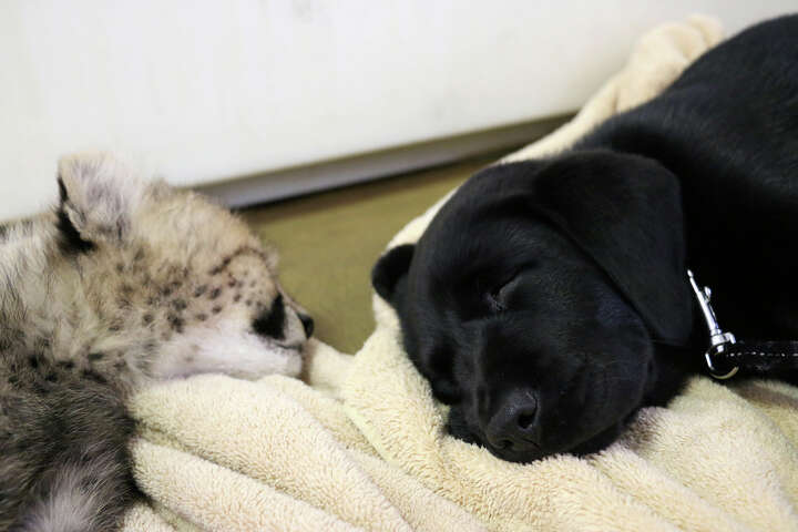 Dog and cheetah unlikely friends at Dallas Zoo, celebrate birthday