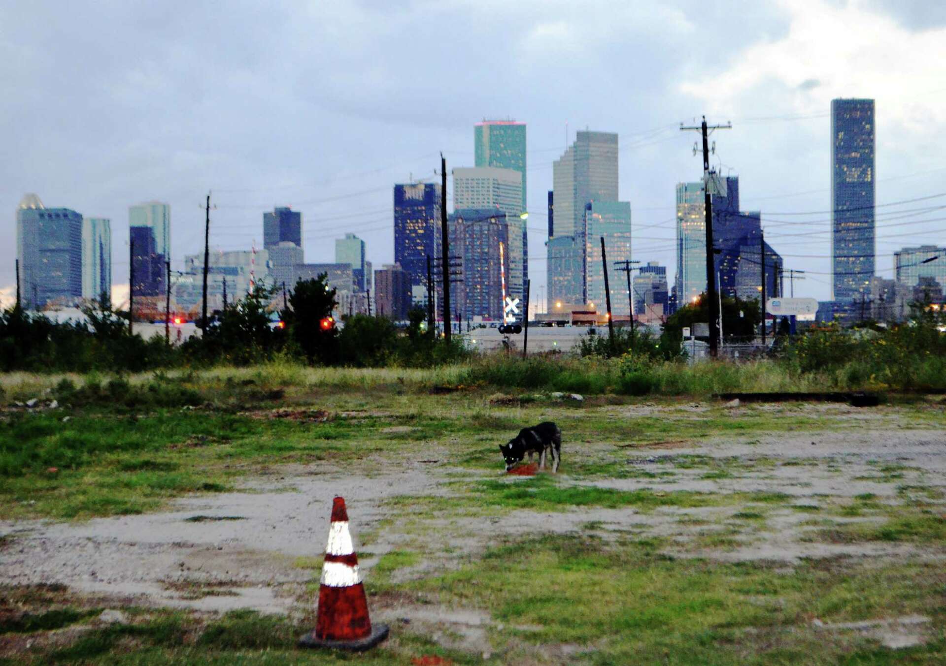 Abused, neglected dogs subject of Houston art project (contains graphic ...