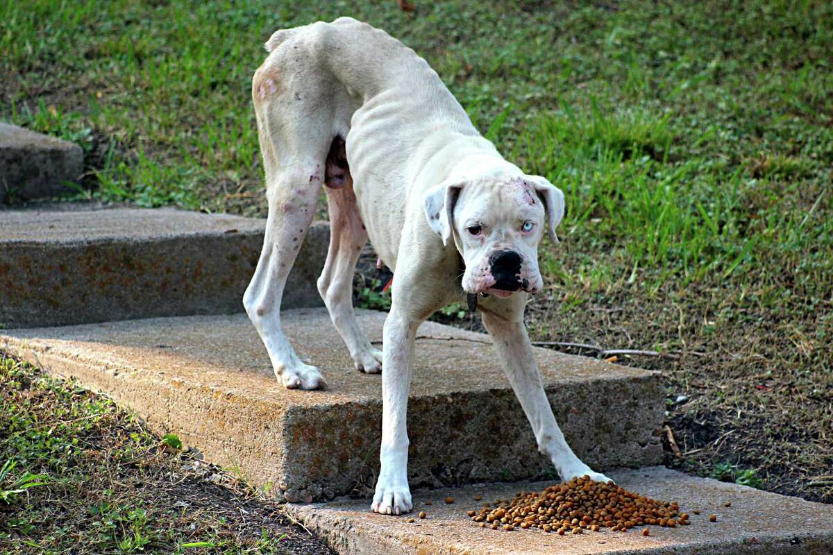 Abused, neglected dogs subject of Houston art project (contains graphic ...